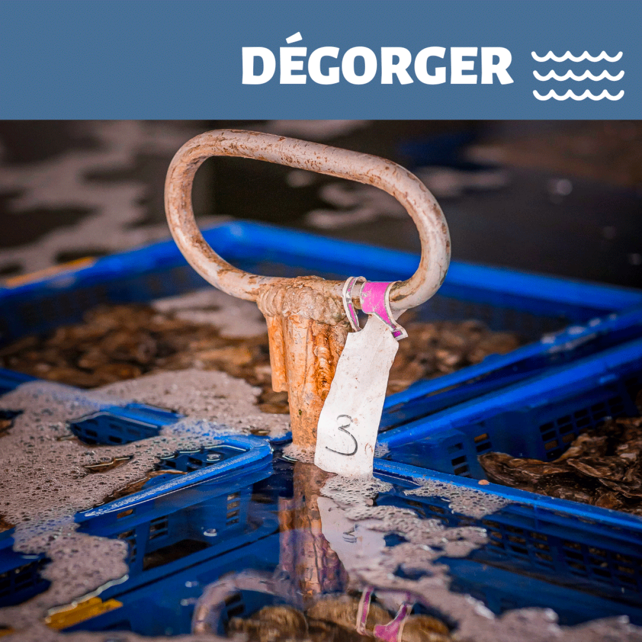 Les étapes du métier d'ostréiculteur | CRC avenir